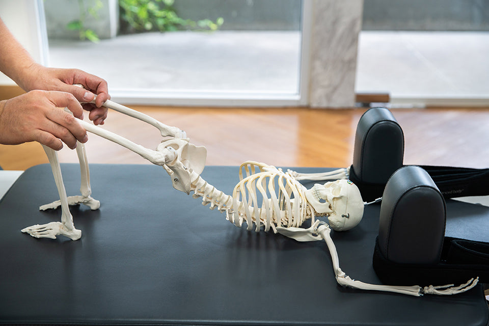 Ninja Anatomy - 骨格模型本体 – Ninja Anatomy Japan